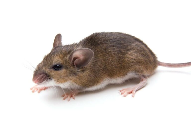 What Are Ticks? – Raysthesteaks
